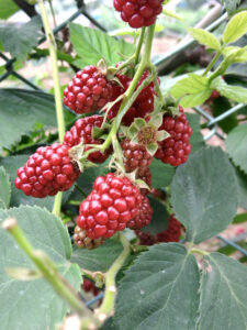 【実機レビュー】Kodak PIXPRO C1の写りと使い心地を徹底解説｜ネオレトロな魅力とは - 新しい脆弱なblog