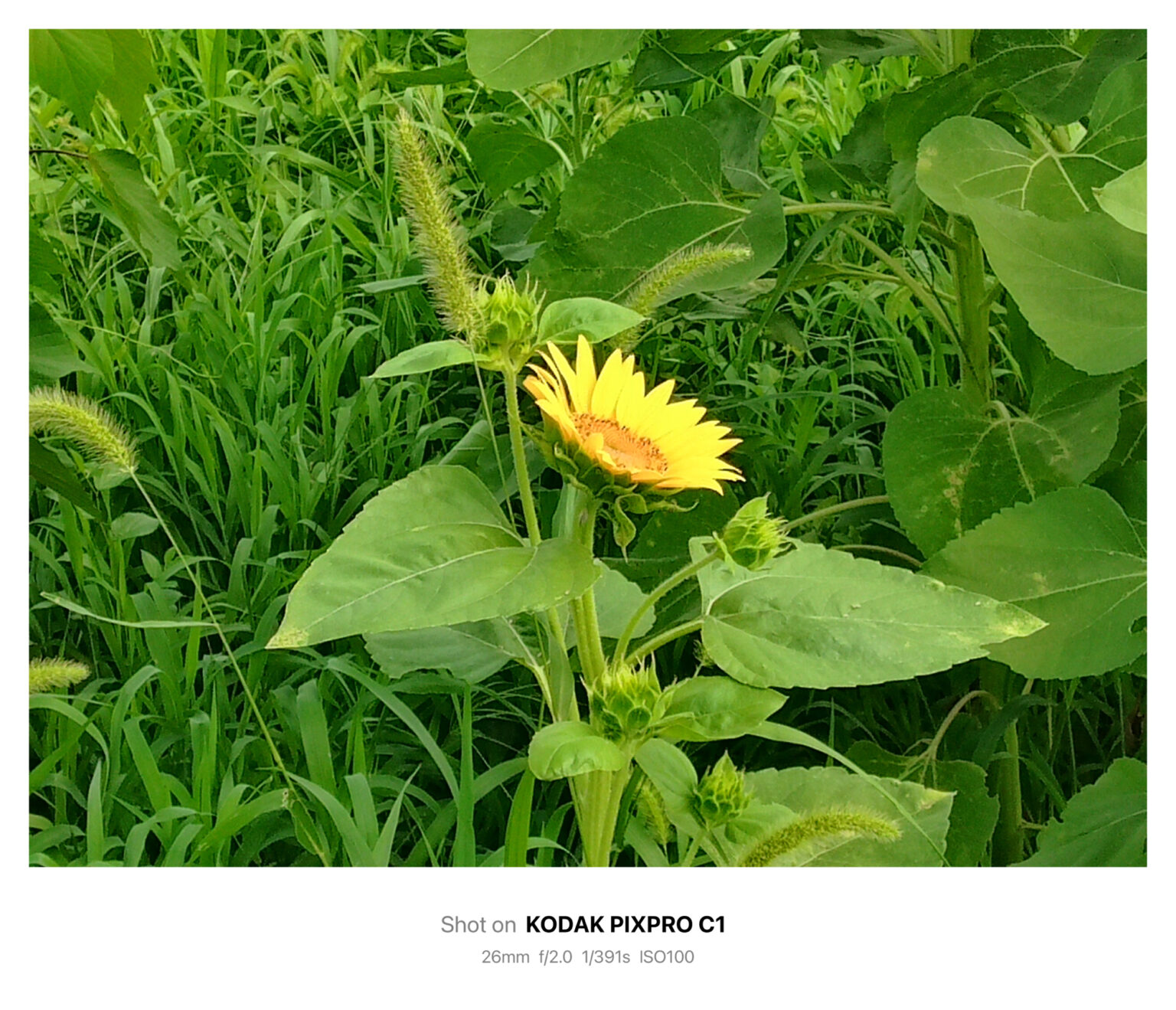 【実機レビュー】Kodak PIXPRO C1の写りと使い心地を徹底解説｜ネオレトロな魅力とは - 新しい脆弱なblog