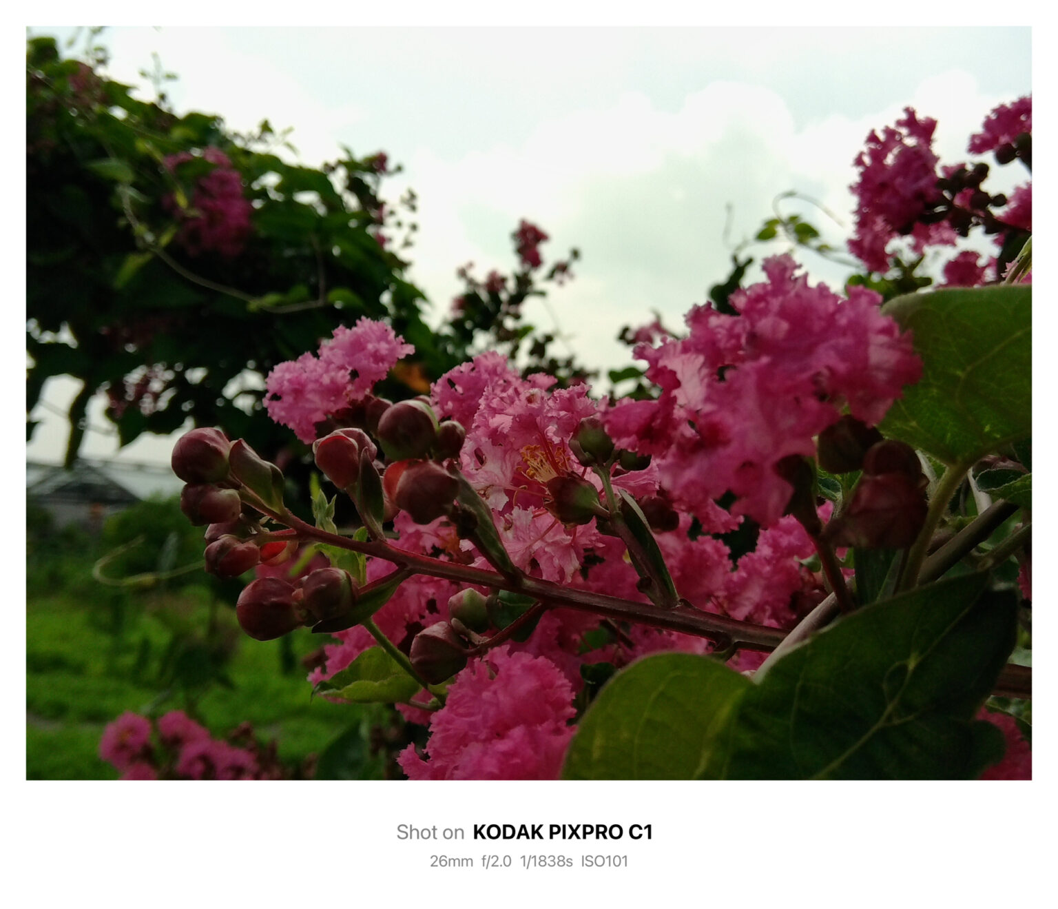 【実機レビュー】Kodak PIXPRO C1の写りと使い心地を徹底解説｜ネオレトロな魅力とは - 新しい脆弱なblog